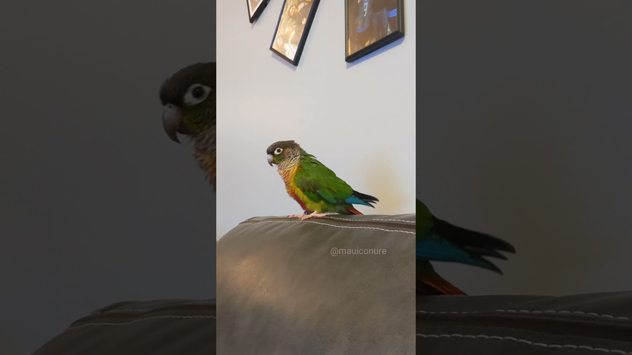 Dancing Parrot | Green Cheek Conure | Cotorrito Bailando - YouTube