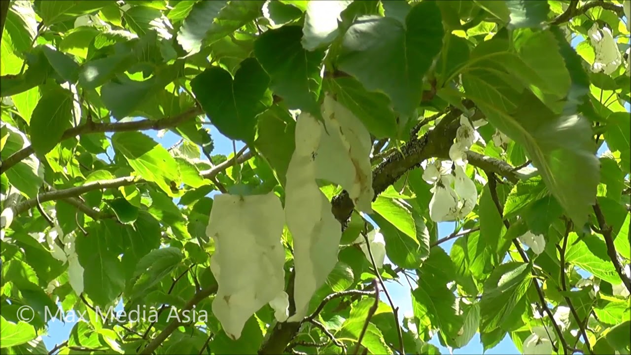 Hidcote Manor Garden Dove Handkerchief Tree China National Trust ...