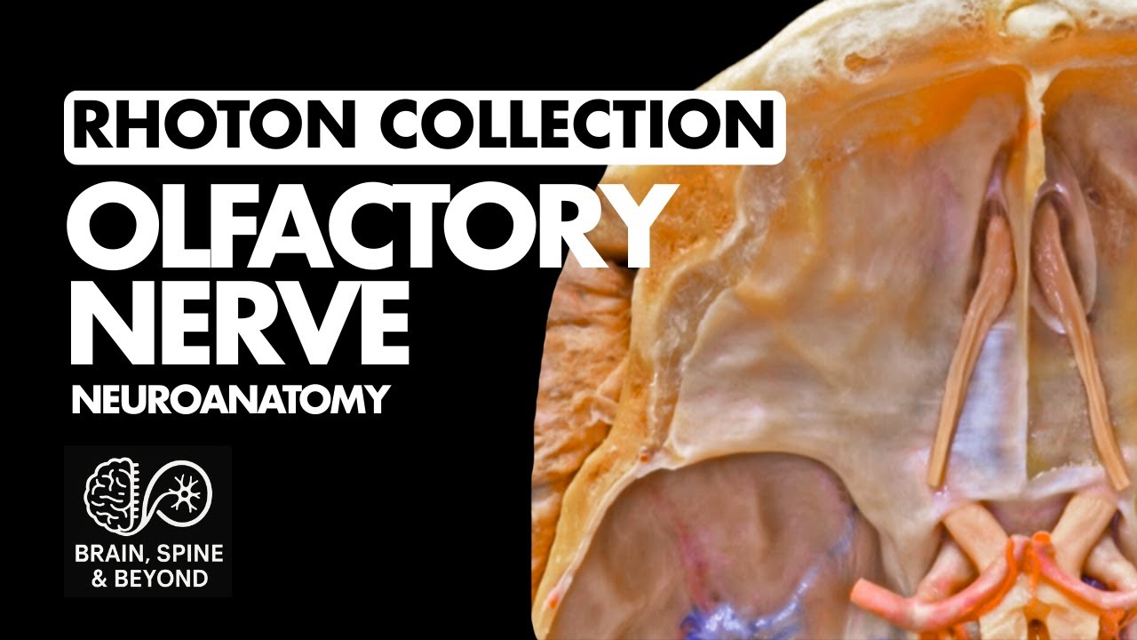 Olfactory Nerve Surgical Anatomy Simplified - Rhoton Collection - YouTube