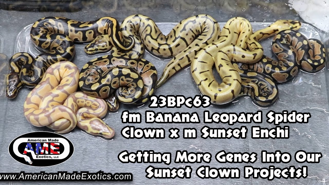 Getting More Genes Into Our Sunset Clown Projects!!! 23BPc63 AME - YouTube