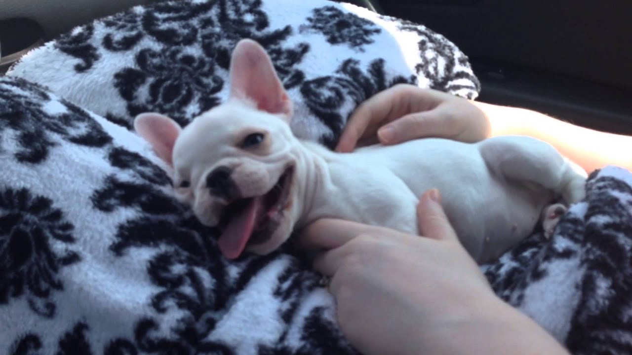 Panda the French Bulldog naps in the car - YouTube