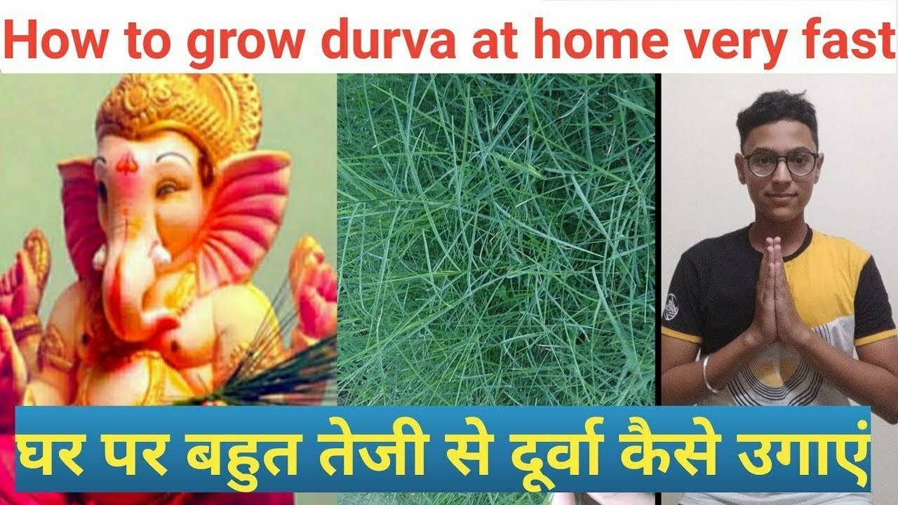 How to grow durva at home fast | घर पर दूर्वा कैसे उगाएं doob Ganesh ...