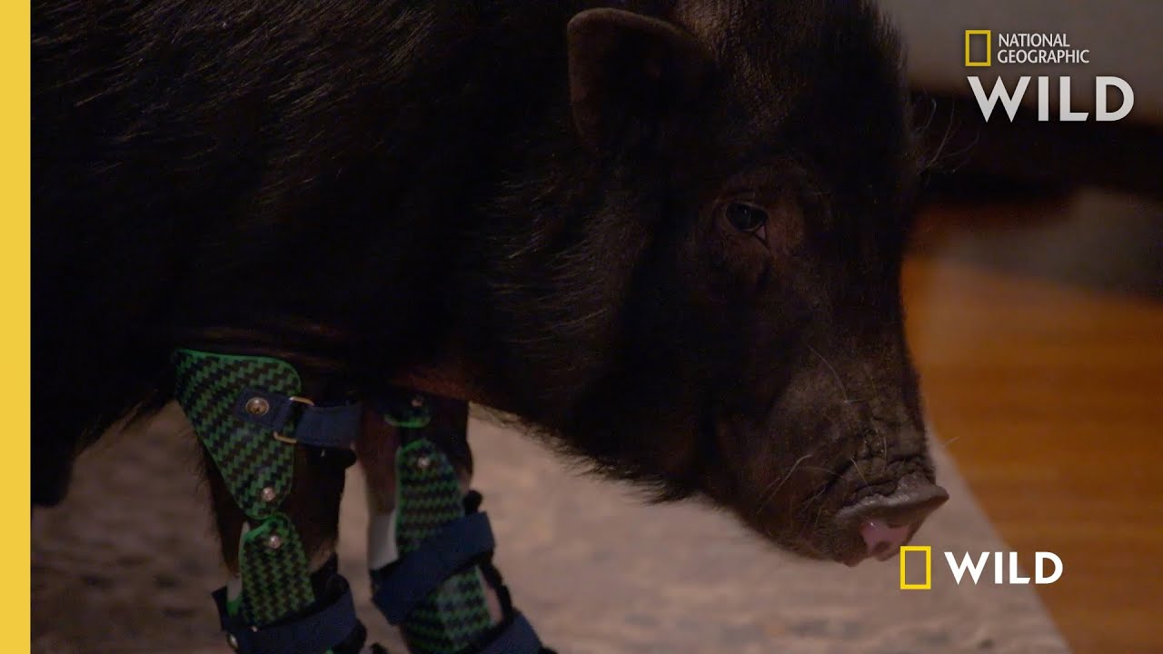 A Pig Gets Four Leg Braces | Wizard of Paws - YouTube