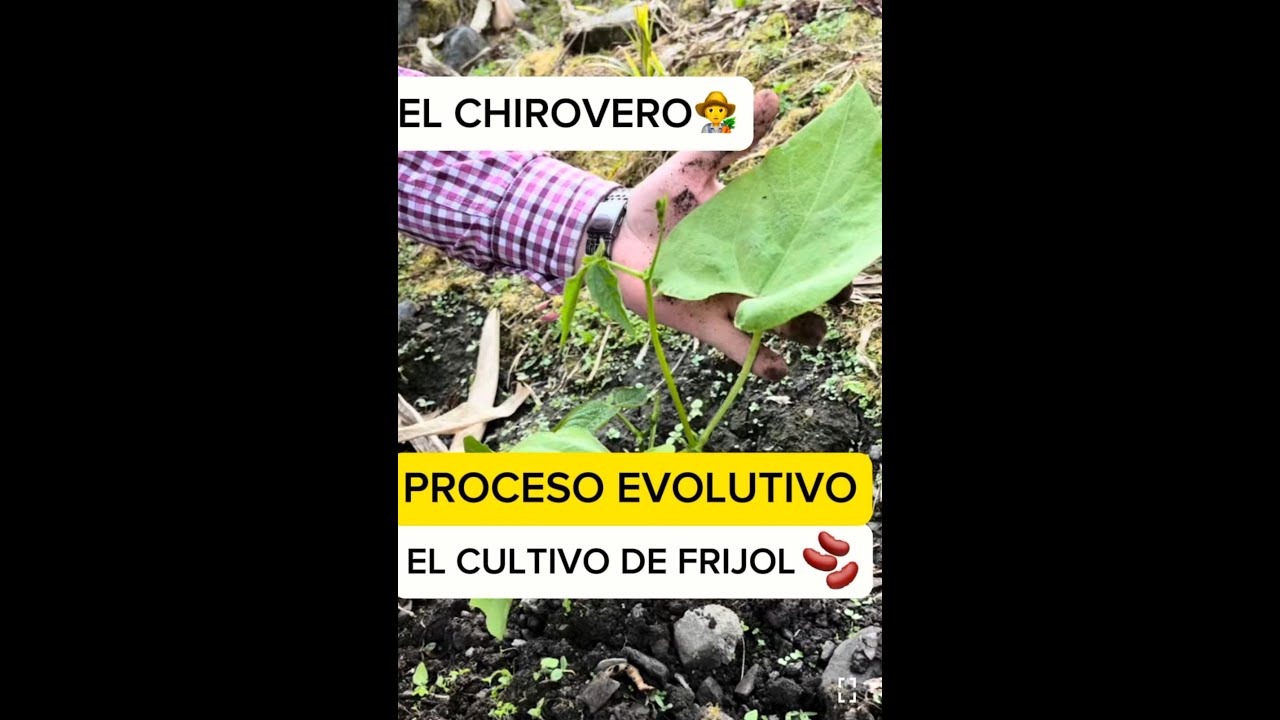 El Frijol y su Proceso de CRECIMIENTO - YouTube