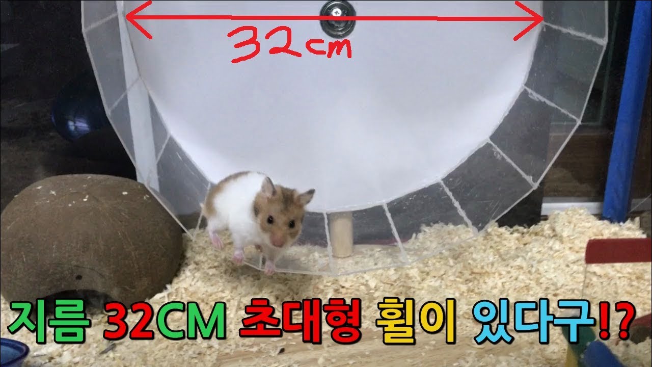 How to make a DIY Big Hamster wheel // 초대형 햄스터 휠 만들기! - YouTube
