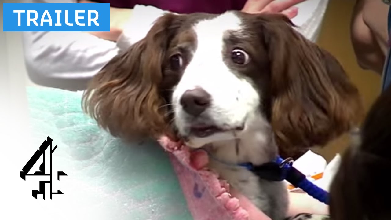 TRAILER: Supervet | Wednesday, 8pm | Channel 4 - YouTube