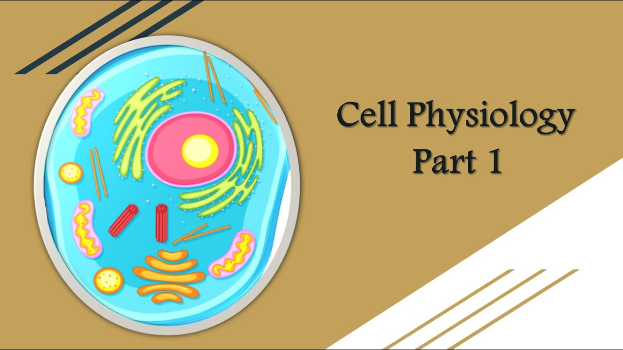 Cell Physiology Part 1 | Cell Membrane - YouTube