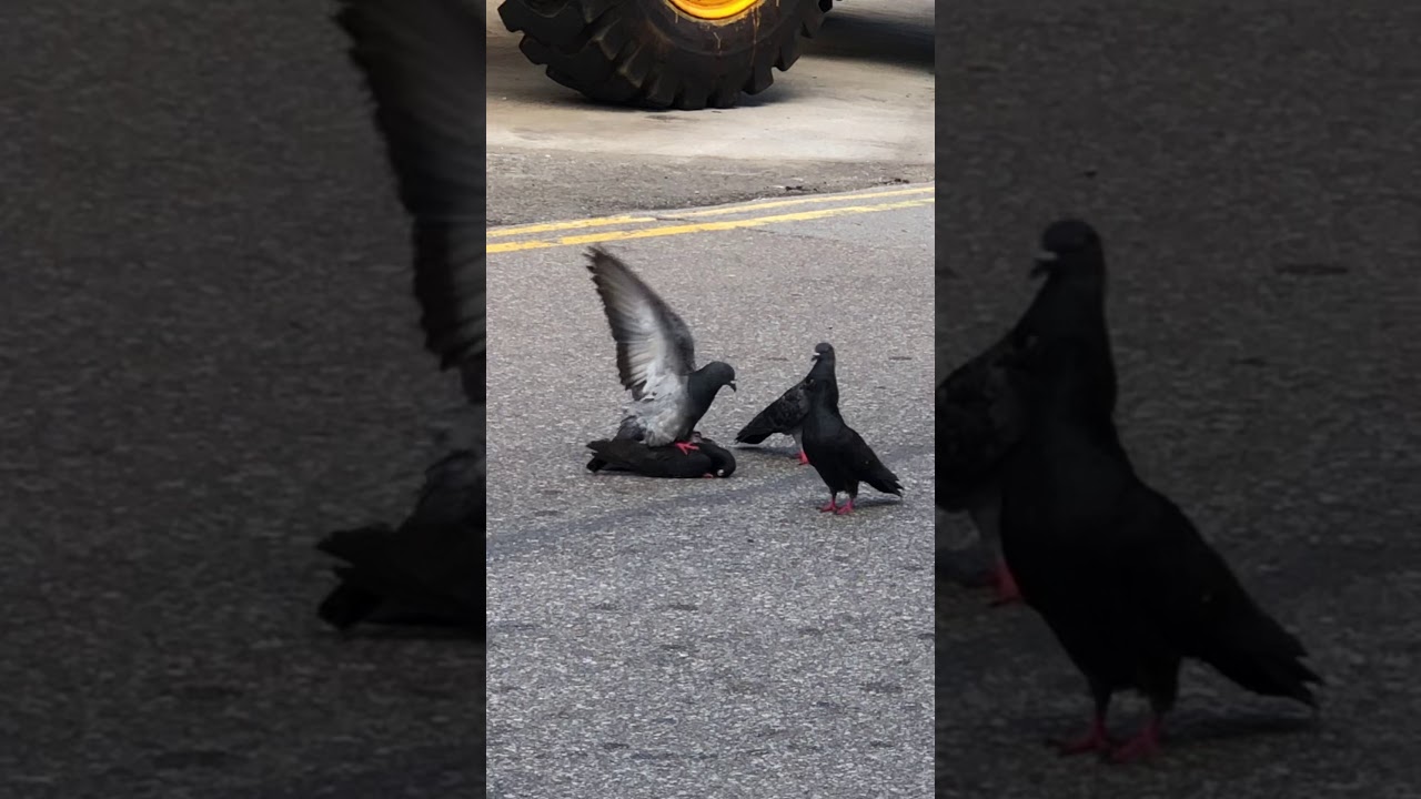 Pigeons/Saving life/Performing CPR? - YouTube