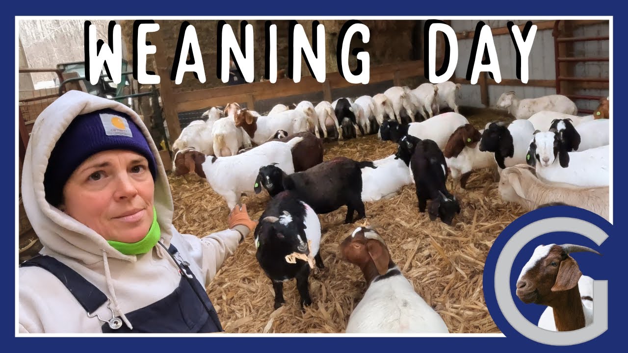 The Barn is LOUD!! Weaning Goat Kids Today | Vlog 58 | Meat Goat Farm ...
