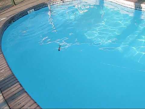 Bikini Bait Company's musky soft tail sucker swimbait - YouTube