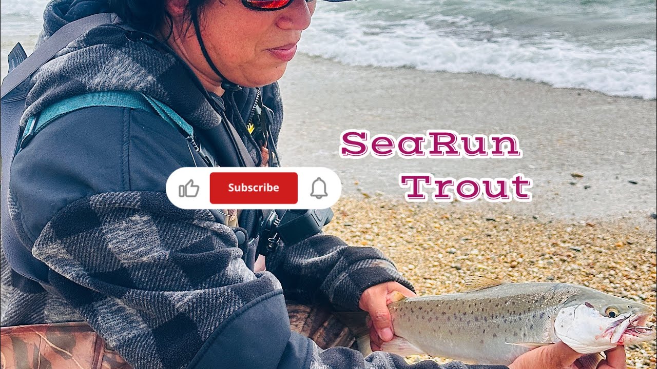 Sea Run trout in action #fishing - YouTube