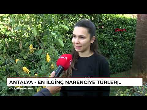 ANTALYA - En ilginç narenciye türleri, bu bahçede yetişiyor; Buda'nın eli, havyar limonu