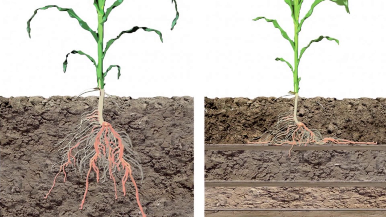 Genesis Ag Growers' Meeting - Buford Creech 2019 (the remix) - YouTube