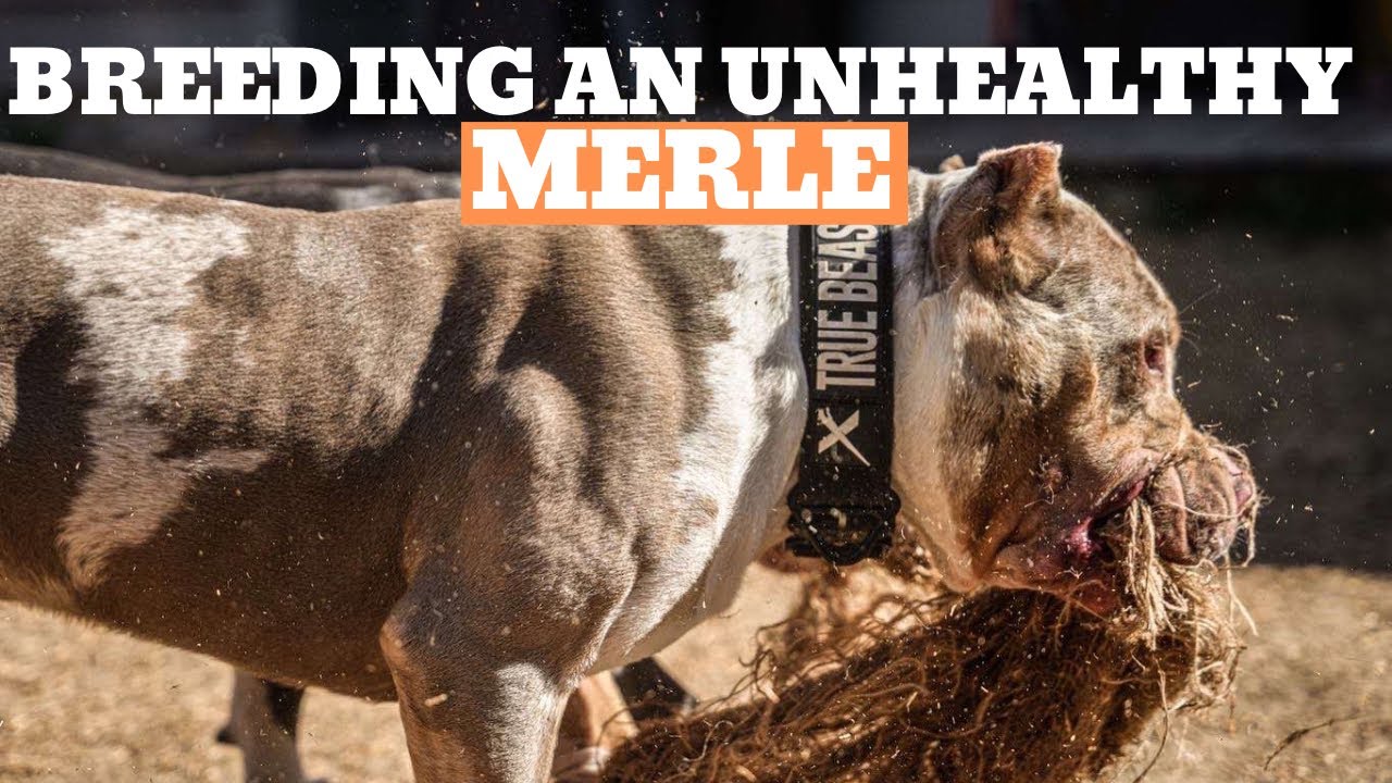 Breeding "Unhealthy" Merle Dogs - YouTube