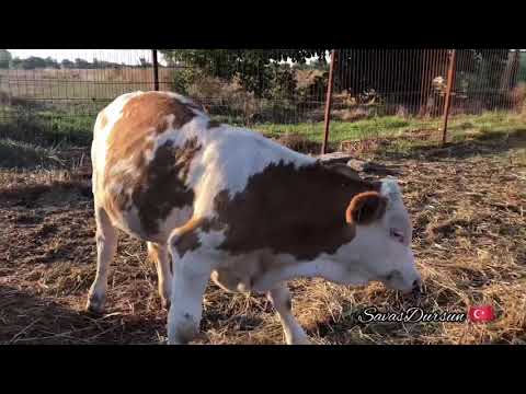 SİMENTAL BUZAĞI (SİMENTAL CALF)