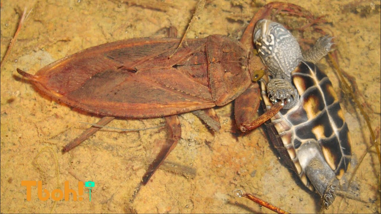 10 INSECTOS MÁS GRANDES del MUNDO - YouTube