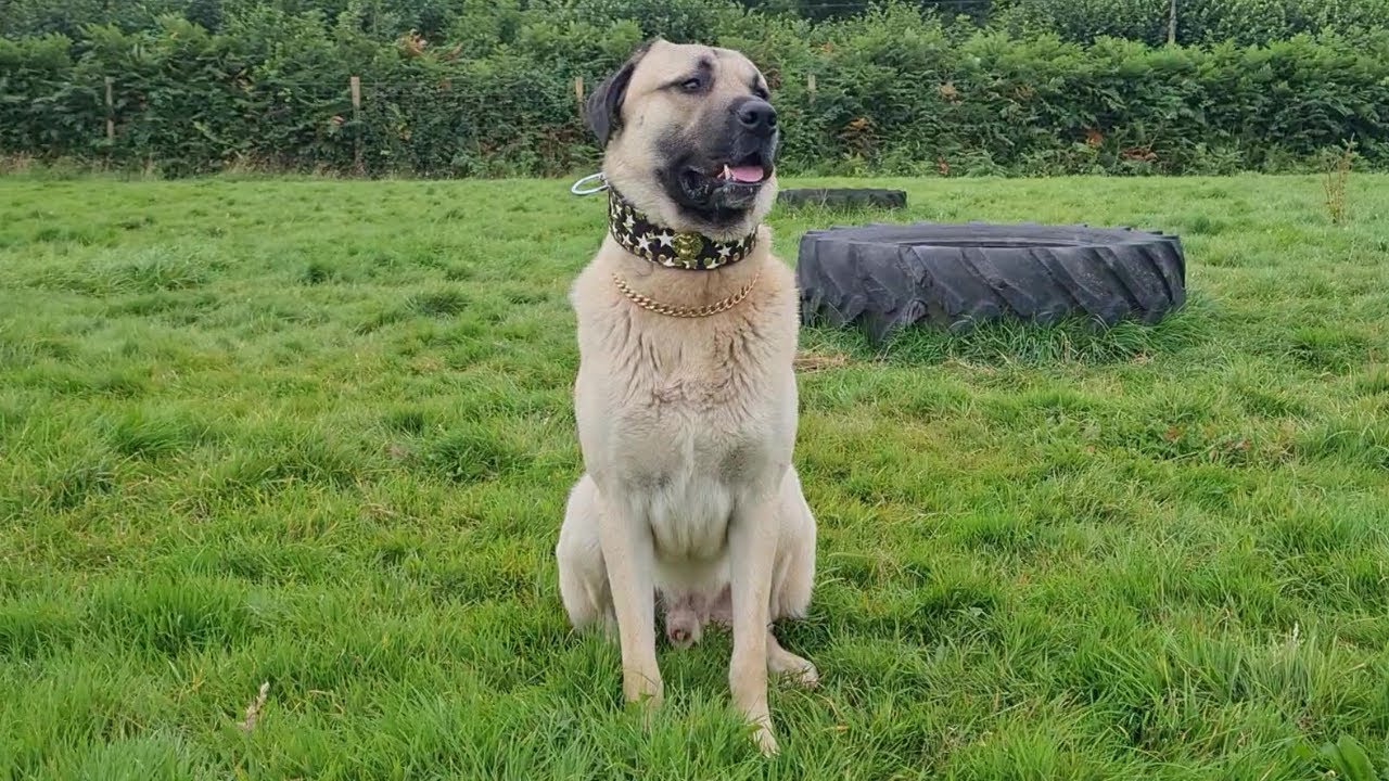 Aslan got a present! Turkish collar from Troy Tasma 😊 - YouTube
