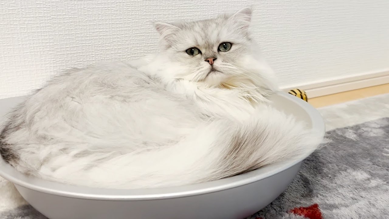 猫鍋が気持ちよくて抜け出せなくなる猫 My cat loves Neko-Nabe. - YouTube