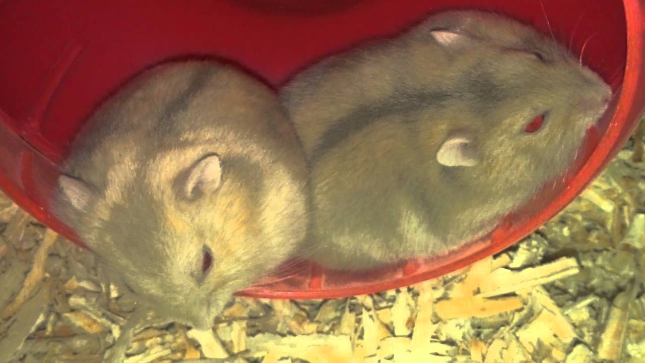 My first hamster - YouTube