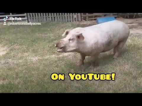 Walking a Huge Hog / 700 Lb Hog Loves Apples / Live Reminder - YouTube