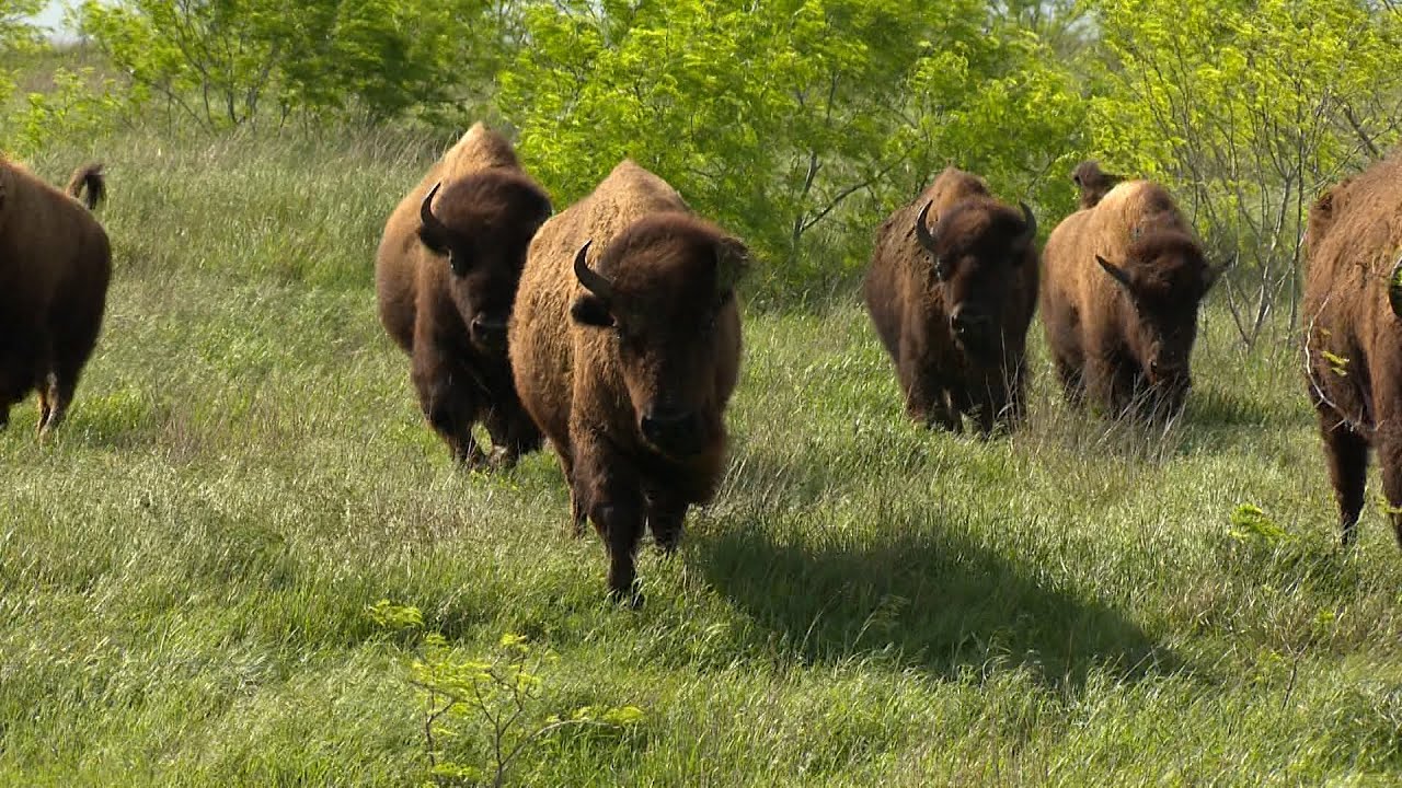 LIPAN APACHE: BUFFALO RETURN TO NATIVE LAND - YouTube