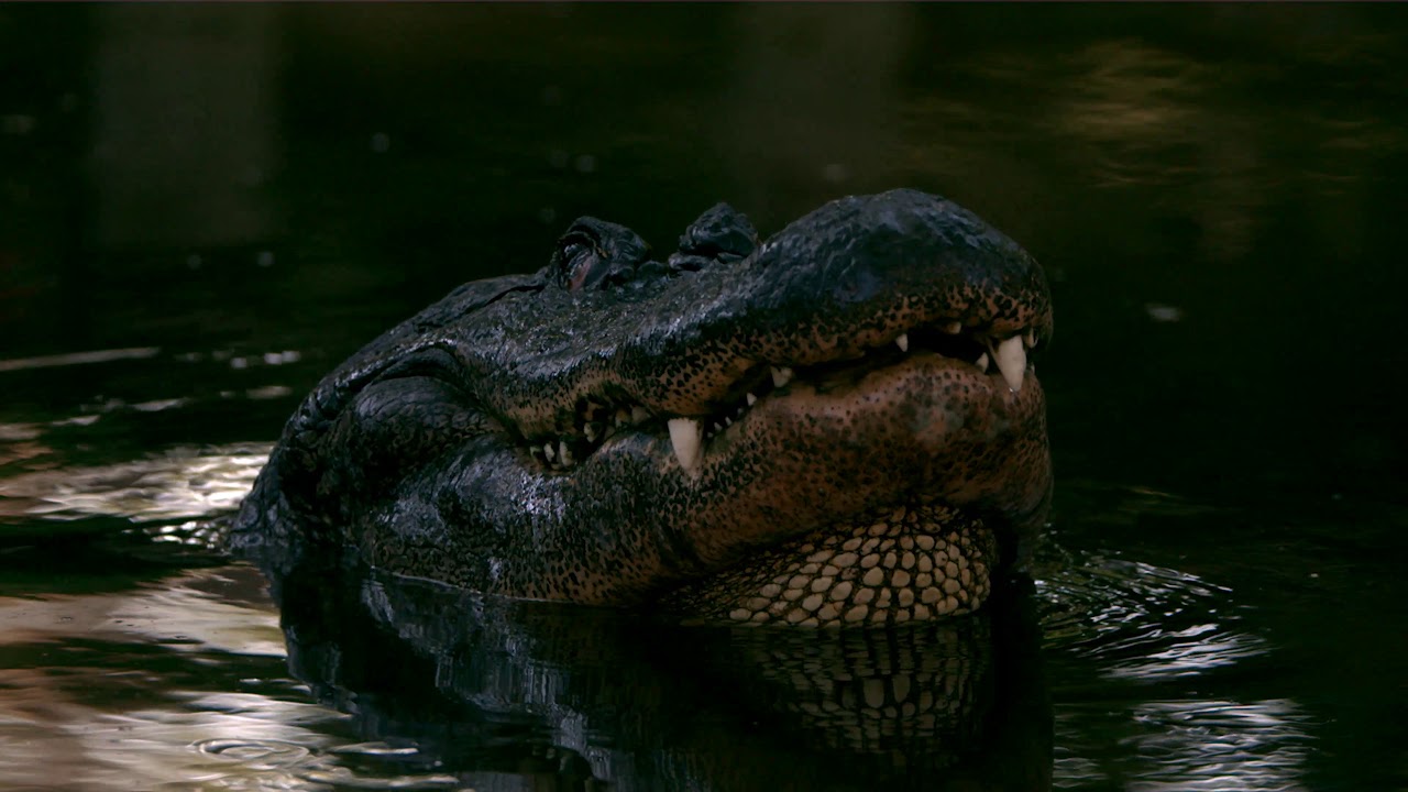 ***Gator Chomp Edit 3 121216 1 - YouTube