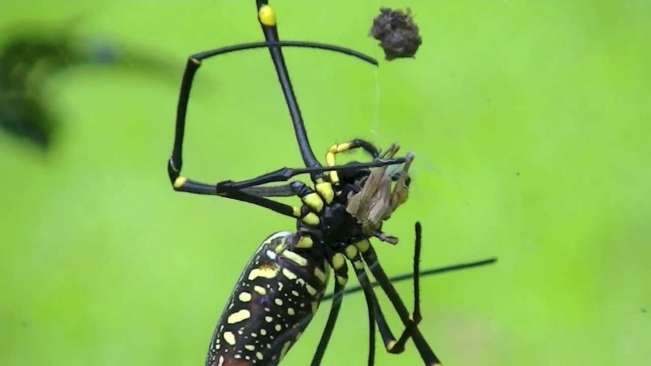 Giant Spider Eating It's Prey - YouTube