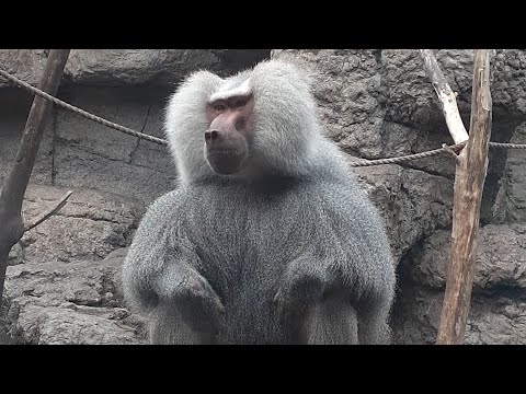 Baboon Boss Shows off His Athleticism