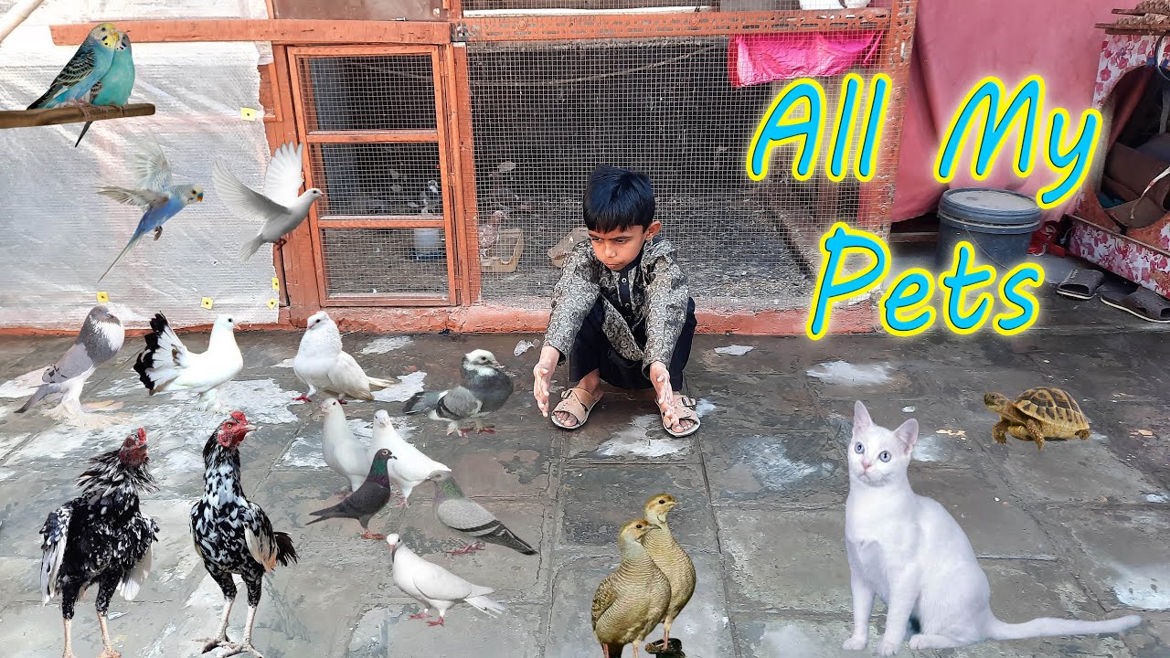 all my pets in one video 🕊️ | meet my all pets | pets vlog channel ...