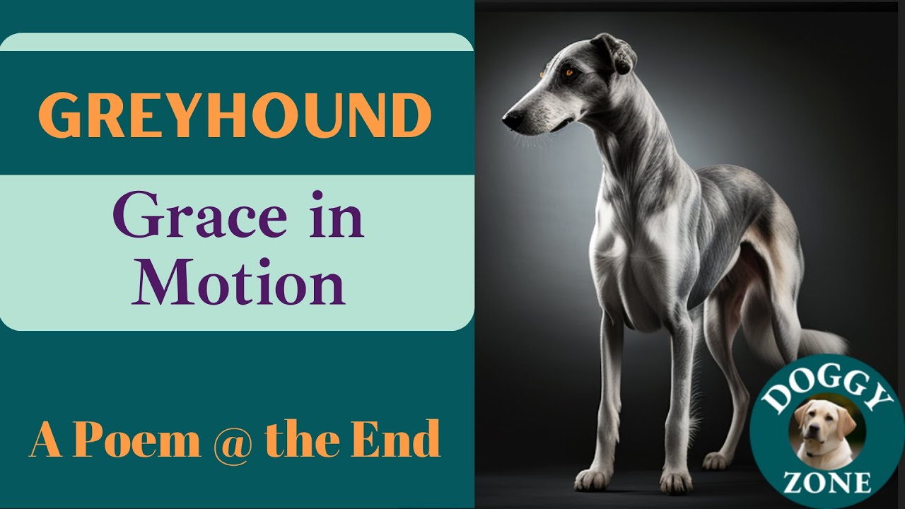 Greyhounds | Everything You Need to Know About This Beloved Dog Breed ...