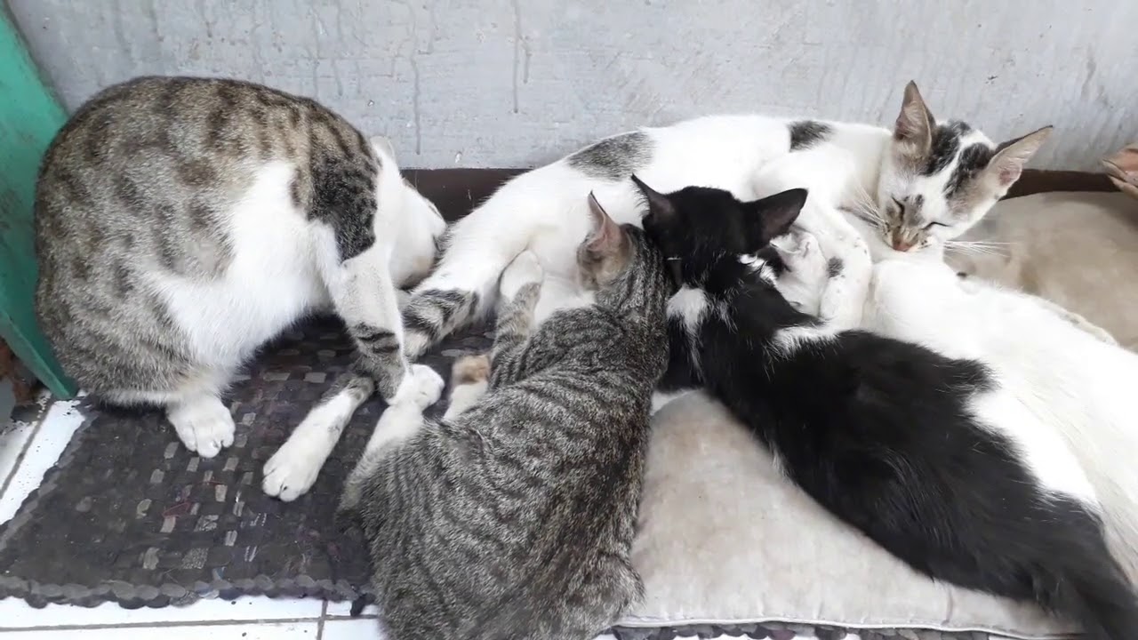 INDUK KUCING LAGI MENYUSUI ANAKNYA [KUCING SUDAH BESAR IKUTAN JUGA ...