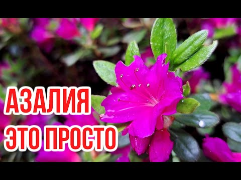 Азалия / 3 правила и размножение / Игорь Билевич