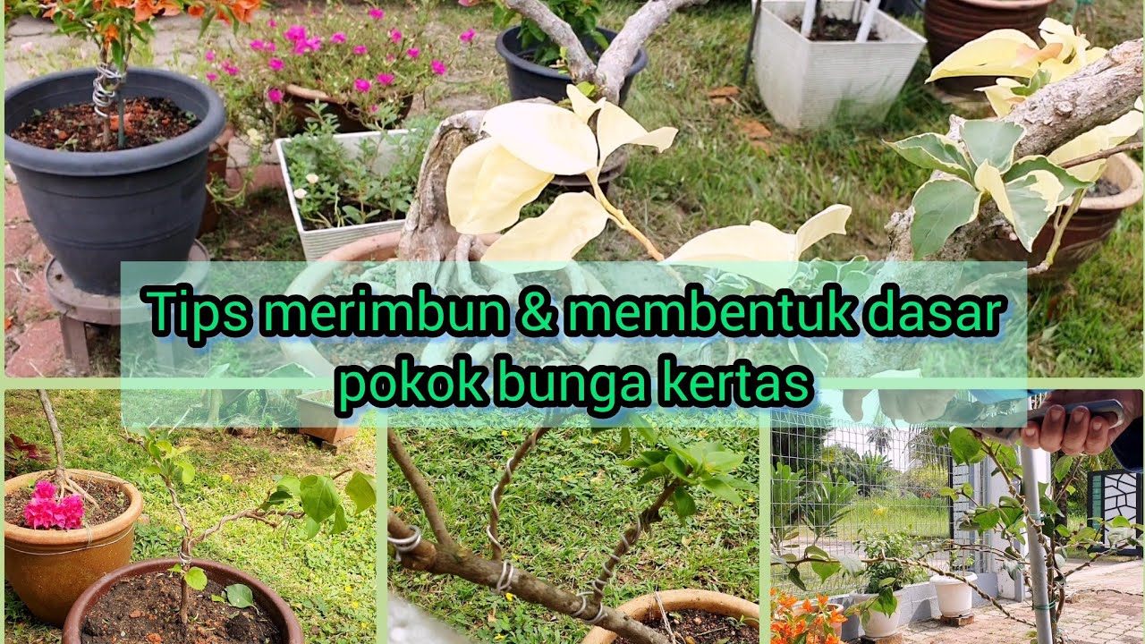 Tips merimbun & membentuk dasar pokok bunga kertas/bougainvillea - YouTube