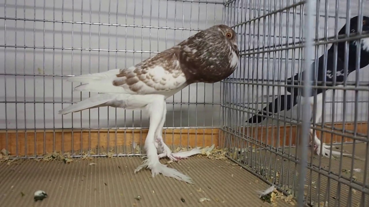 Holuby, Pigeons, Malé anglické hrvoliaky, Pigmy Pouters Petrovany 2017 ...