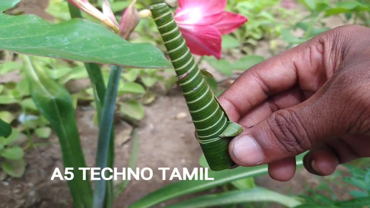 Coconut leaf flute in tamil | Flute - Whistle craft making in tamil ...