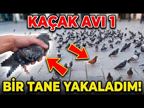 BİNLERCE YABANİ GÜVERCİNİN ARASINDA KAÇAK KUŞ YAKALADIM! (Adrenalin Dolu)