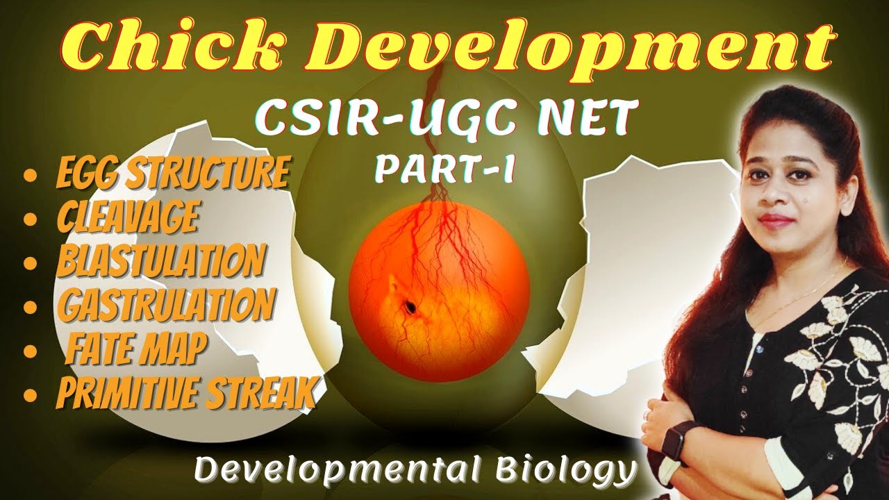 Chick Development (Part-1) Egg Structure | Cleavage | Blastulation ...