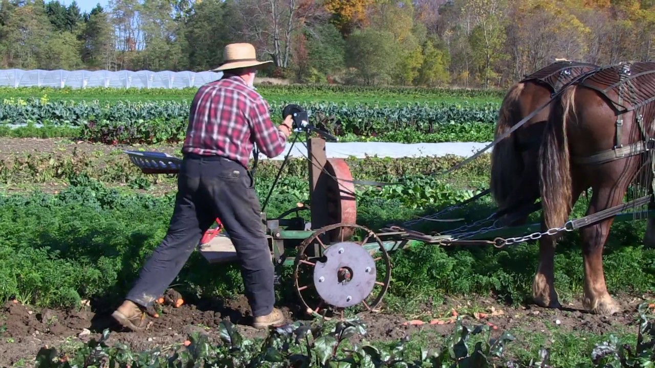 How to Harvest Carrots with a Draft Horse Powered Root Lifter - YouTube