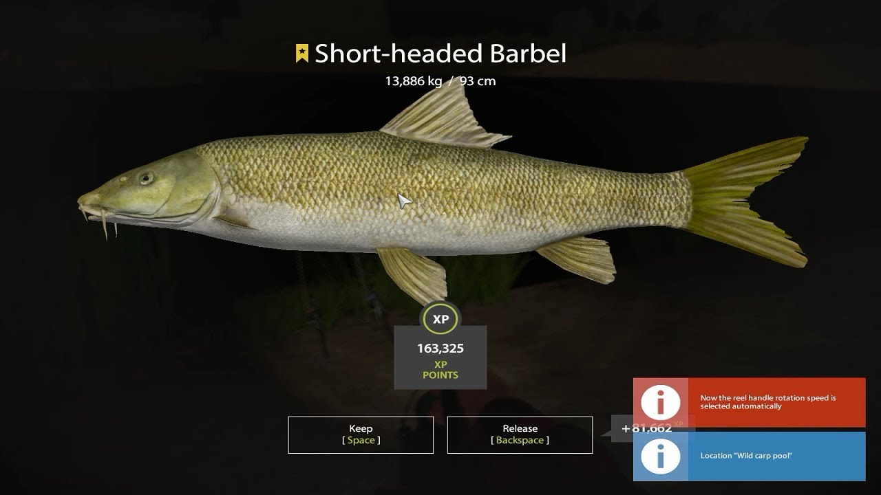 Russian Fishing 4 - Short-headed Barbel Trophy 13,886 kg - Akhtuba ...