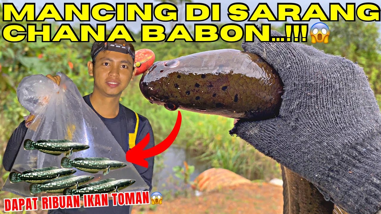 Mancing Ikan Chana Monster Dan Nyeser Ribuan Ikan Toman Merah 😱 - YouTube