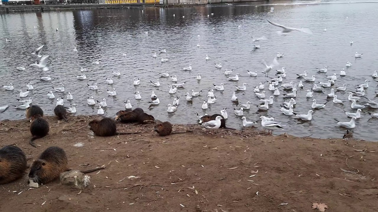 Nutrie ve Vltavě, Střelecký ostrov, Praha - YouTube