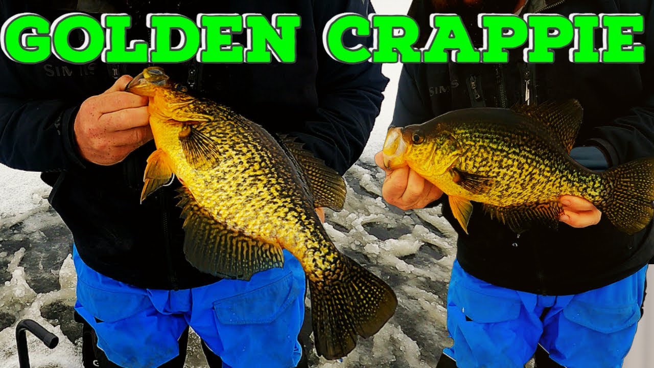 Golden Crappie on Early Ice Fishing - YouTube