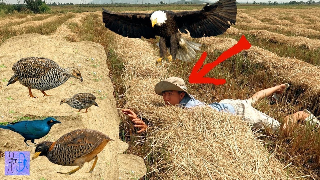 Bắt Chim Bằng Tay Như "Siêu Nhân" .Bắt Chim Cút Rừng .Tổ Chim Cút Rừng ...