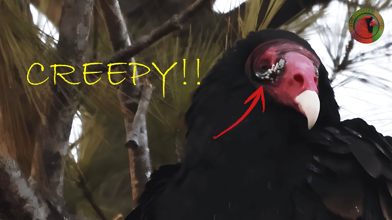 CREEPY Turkey Vulture at Dusk! [4K] - YouTube
