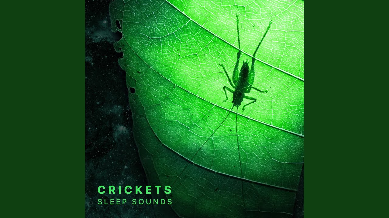 Crickets Sleep Sounds (Mindfulness & Relaxation) , Pt. 90 - YouTube