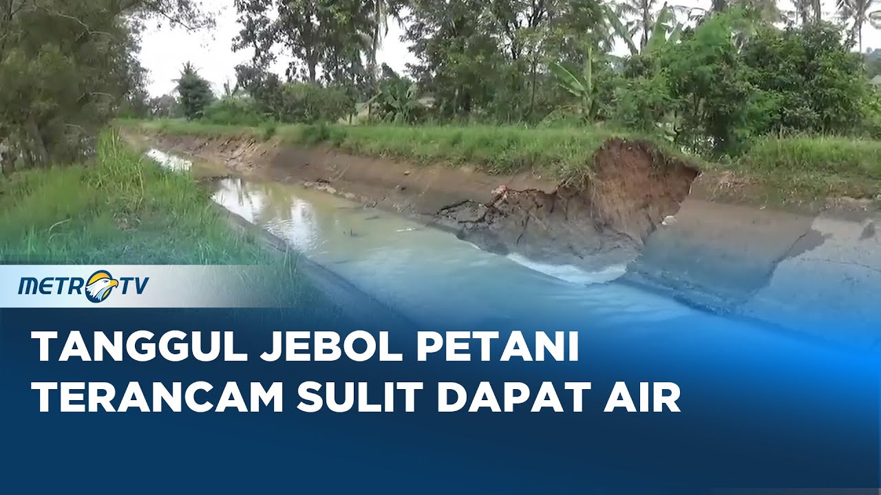 Tanggul Air Jebol Petani Di Lampung Timur Terancam Kesulitan ...