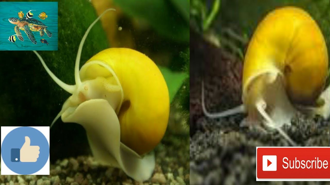 How to care Freshwater Apple snail video Hindi/Urdu - YouTube