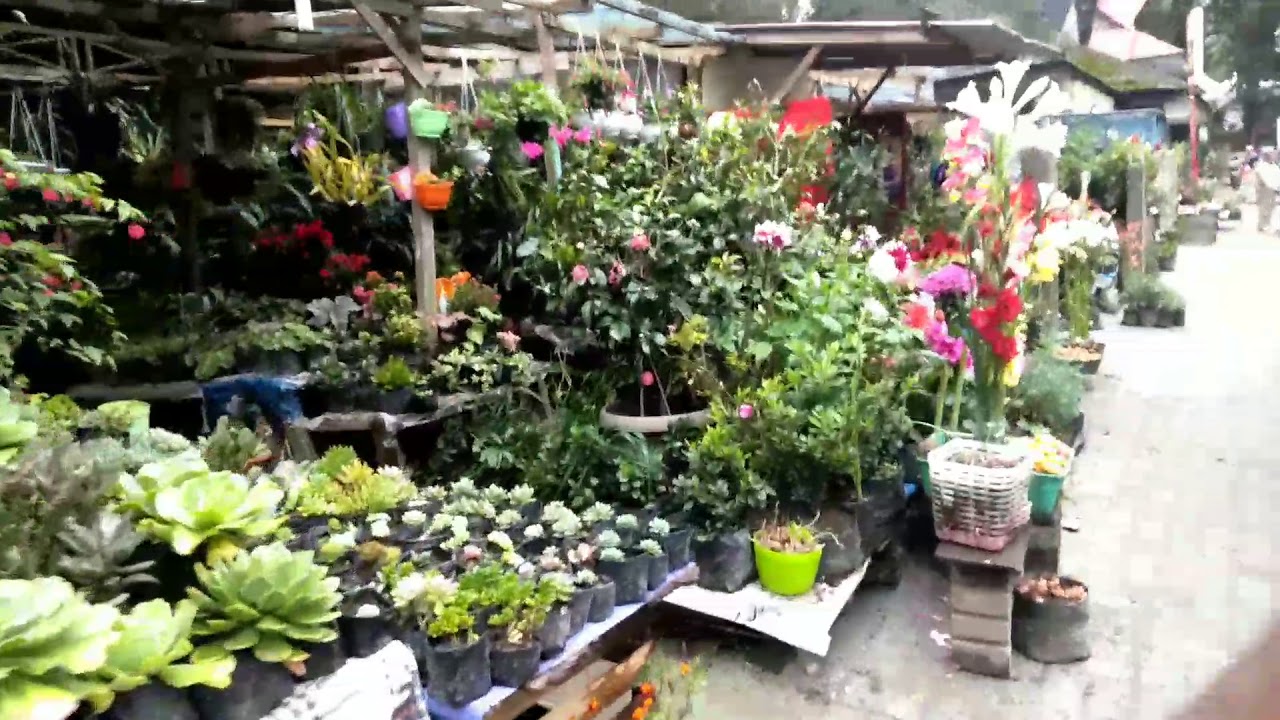 INDAHNYA BUNGA DI BERASTAGI - YouTube