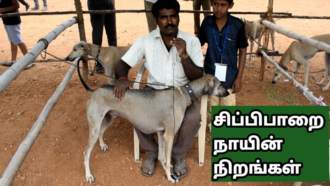சிப்பிபாறை நாயின் நிறங்களும் அதன் பெயர்களும் | Chippiparai breed Colour ...