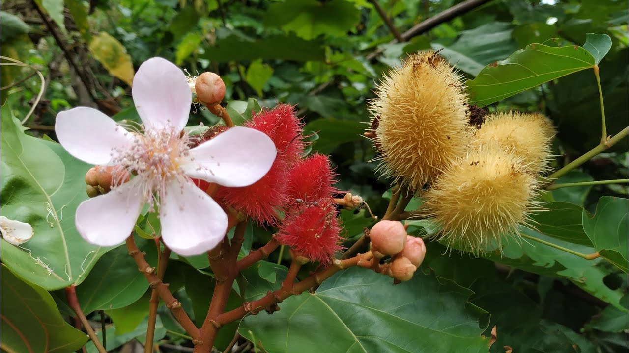 Red vs Yellow Annatto / Lipstick Fruit (Bixa orellana) - YouTube